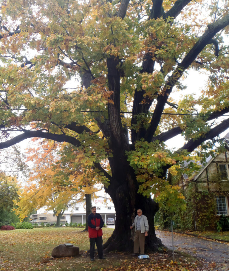 Heritage White Oaks – The Niagara Treaty Tree – Bee Sweet Nature