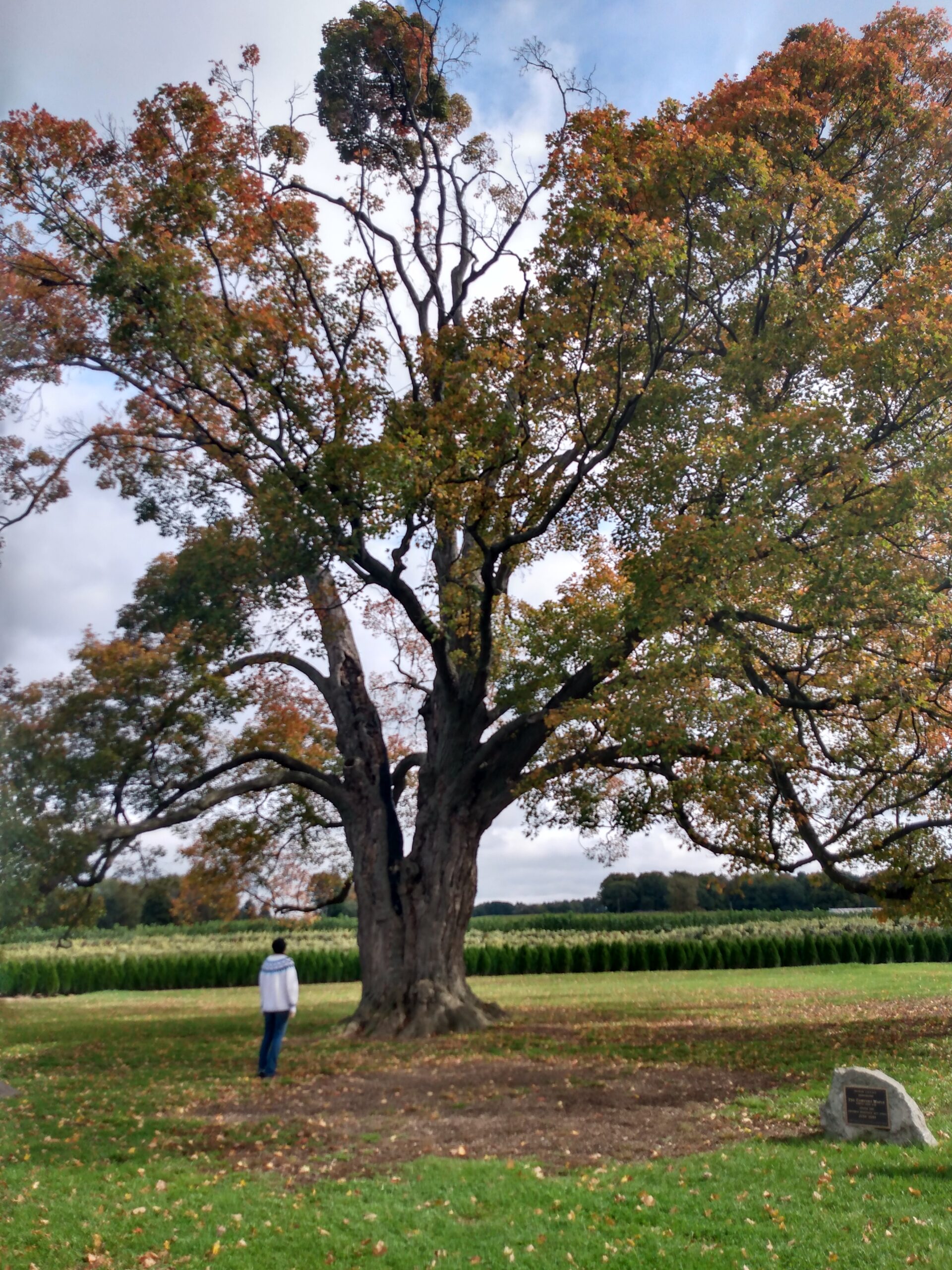 In Search of the Ancients – The Comfort Maple – Bee Sweet Nature